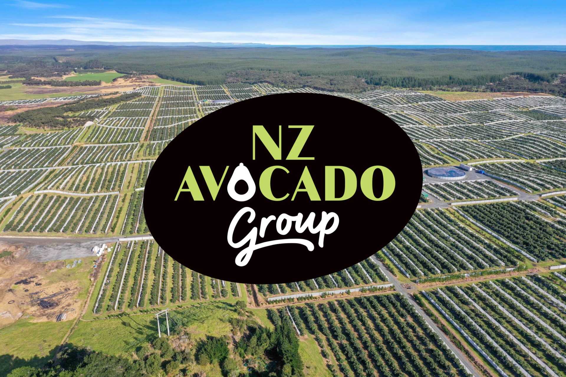 Our Team - NZ Avocado Group - Avocado Suppliers NZ